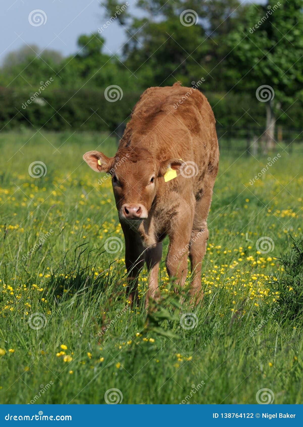 Cute Calf stock photo. Image of limousin, farm, spring - 138764122