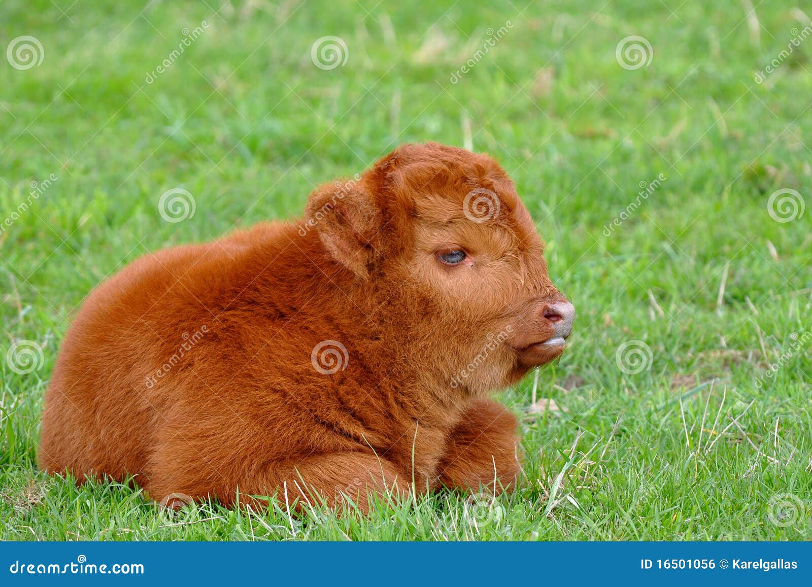 Cute Calf Of Highland Cattle Stock Photo - Image of cute, farmland ...