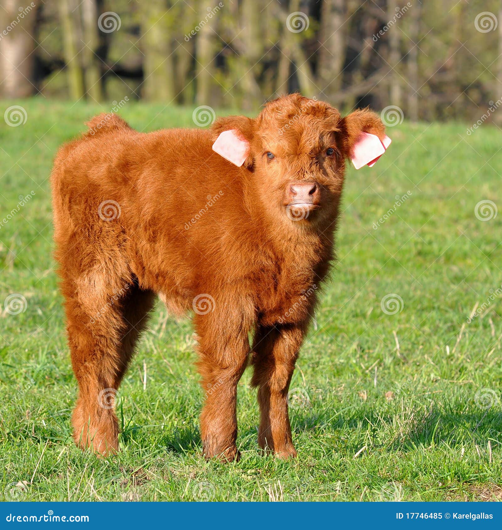 Cute Calf of Highland Cattle Stock Image - Image of hair, cattle: 17746485