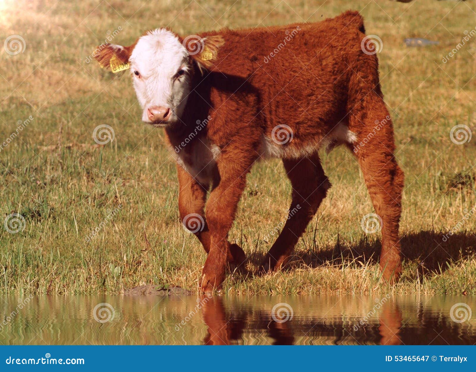 Cute calf stock image. Image of water, cattle, livestock - 53465647