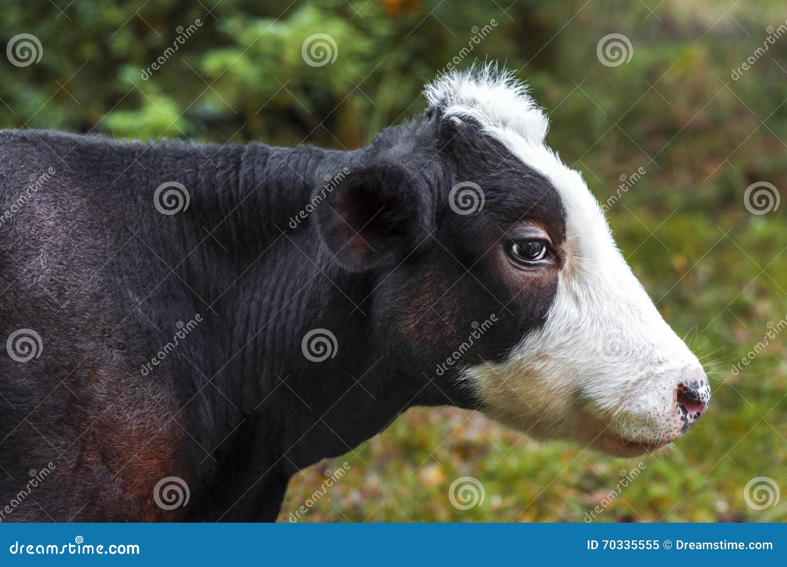 Cute calf stock image. Image of mammals, pasture, young - 70335555