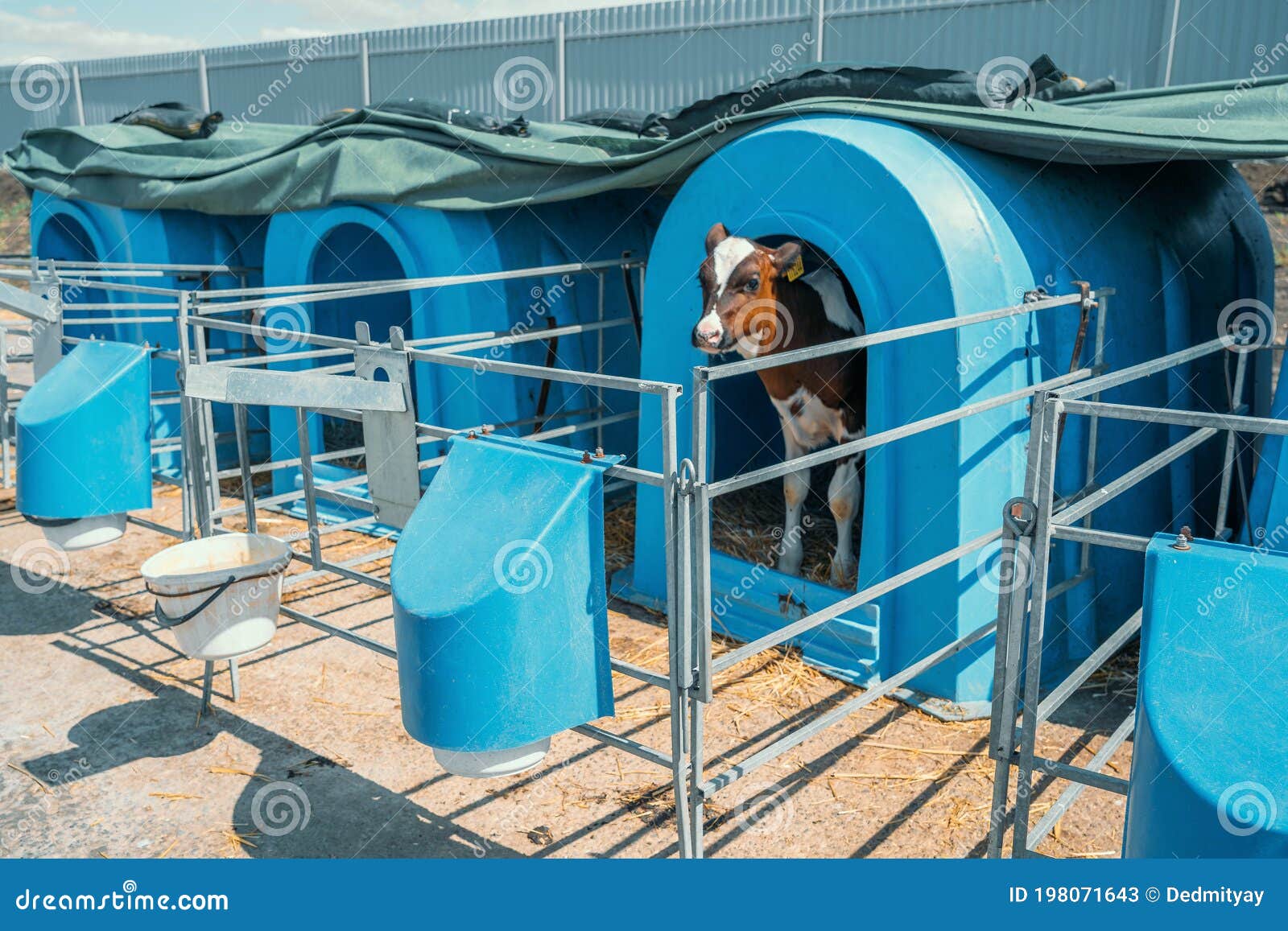Cute Calf in Special Boxes for Young Cattle on Dairy Farm Stock Image ...