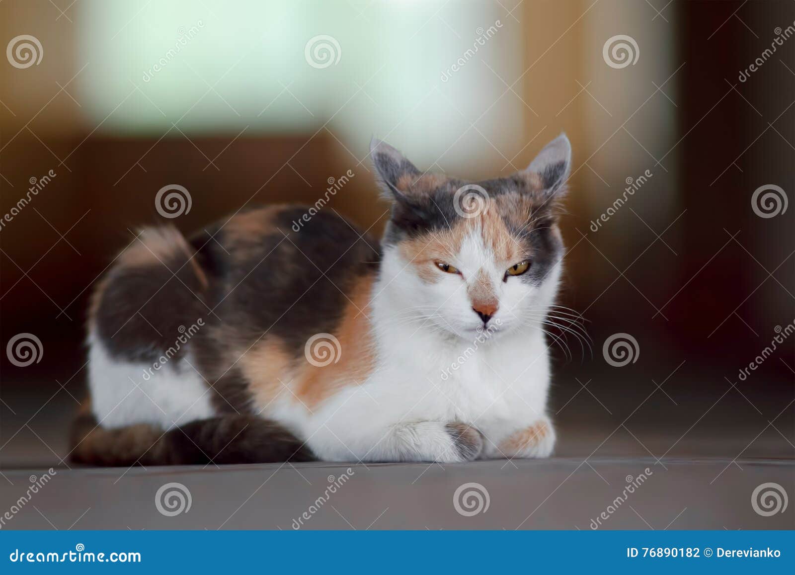 Cute calico cat stock photo. Image of shorthair, face - 76890182