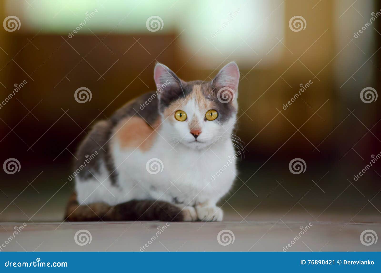 Cute calico cat stock image. Image of pure, kitten, puss - 76890421