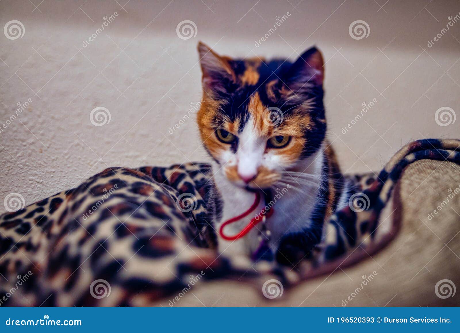 Cute Calico Cat Closeup Portrait Stock Image Image Of Expression Calico 196520393