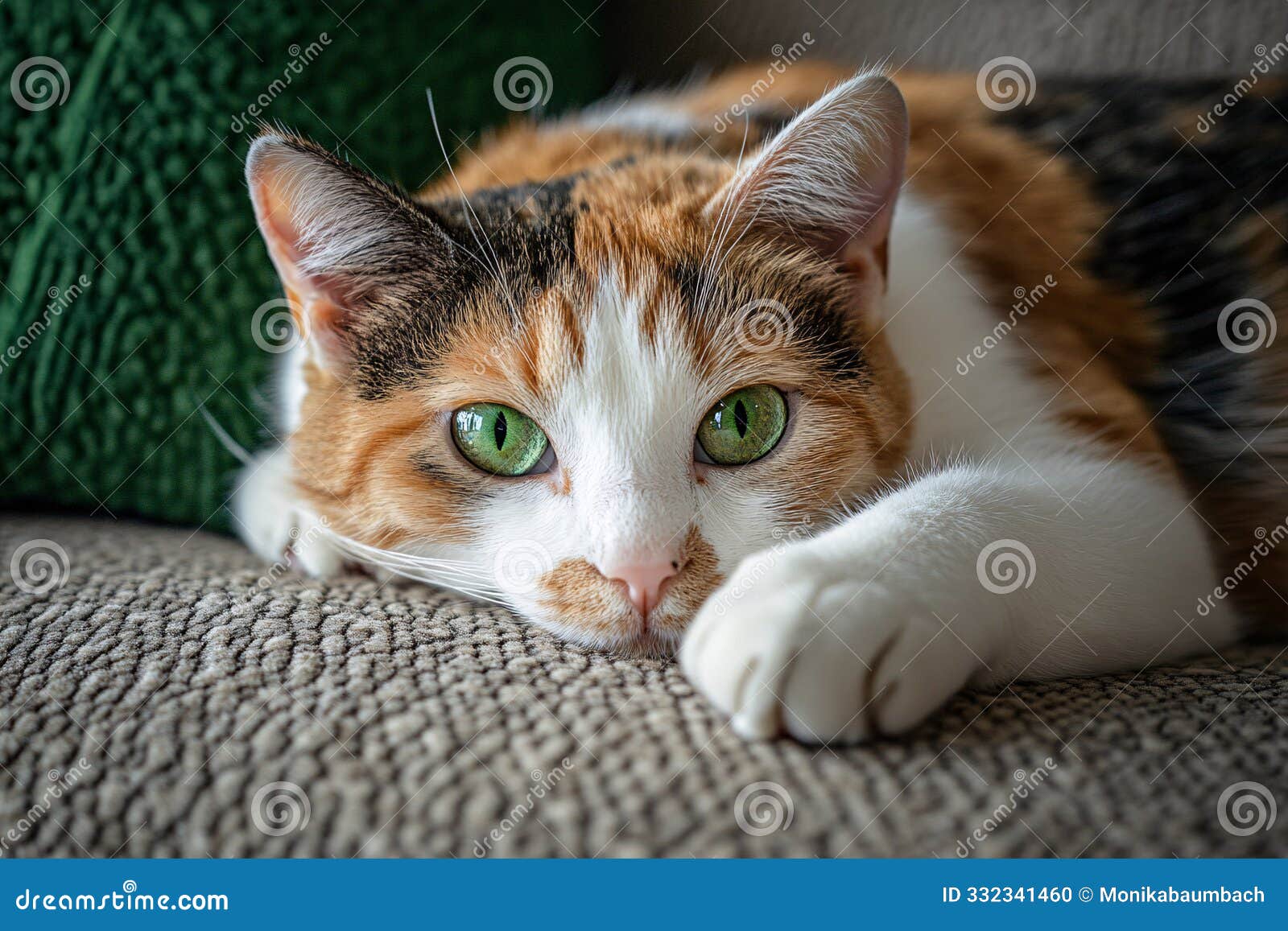 Cute Calico Cat with Green Eyes on Couch Stock Illustration ...