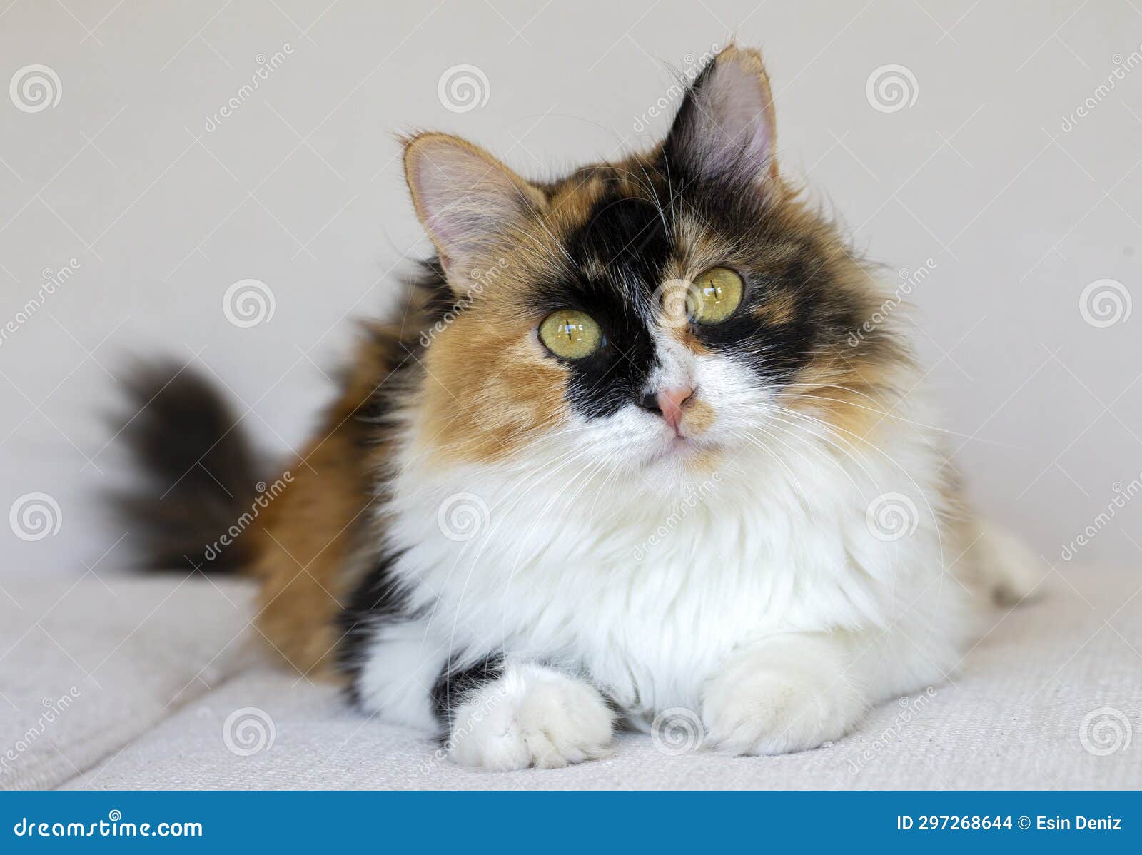 Cute Calico Cat, Pet Animal Stock Photo - Image of outside, eyes: 297268644