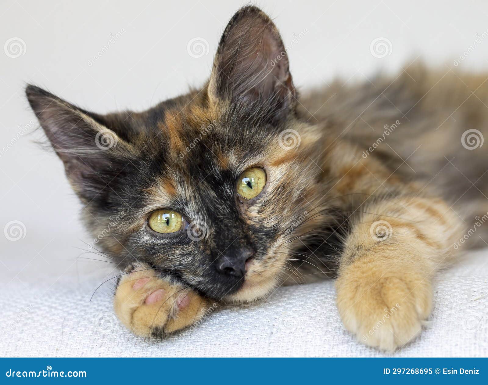 Cute Calico Cat, Pet Animal Stock Image - Image of foliage, garden ...