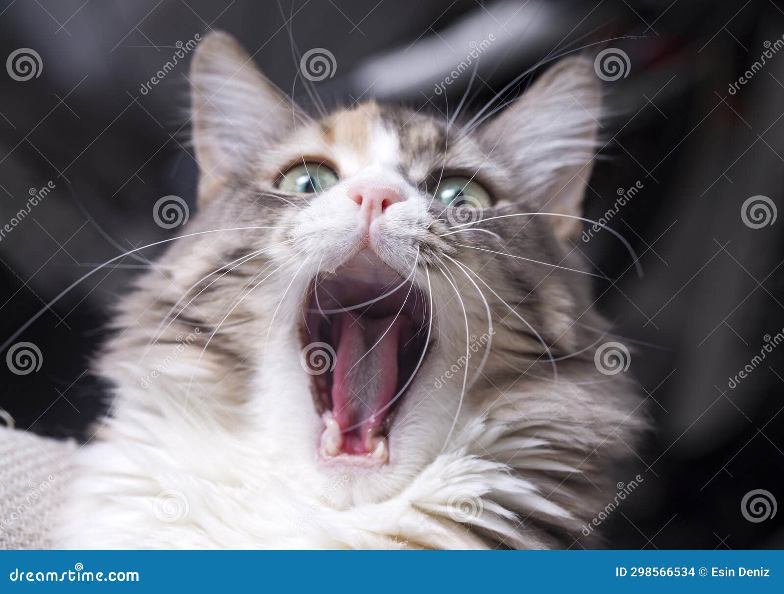 Cute Calico Cat, Pet Animal Stock Photo - Image of tricolor, young ...