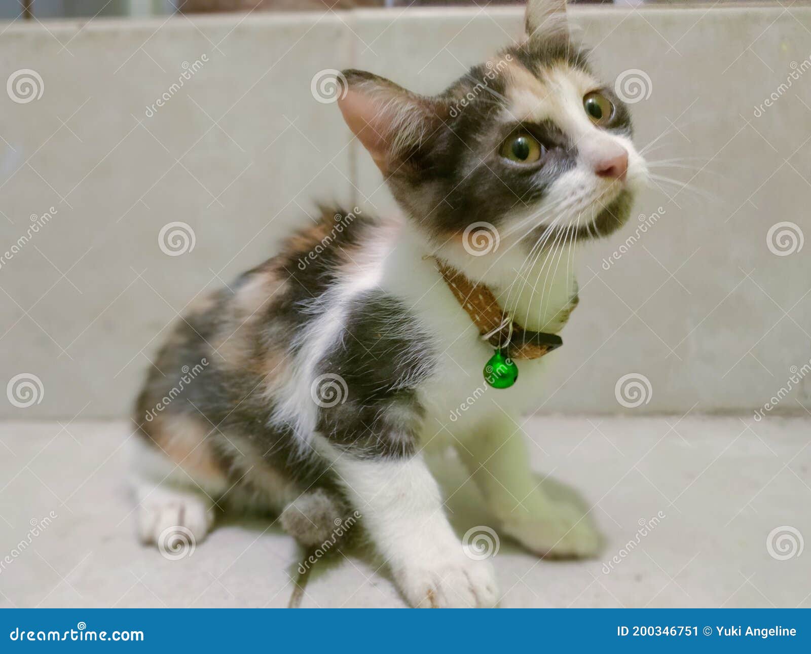Cute Calico Kitten Cat stock image. Image of animal - 200346751