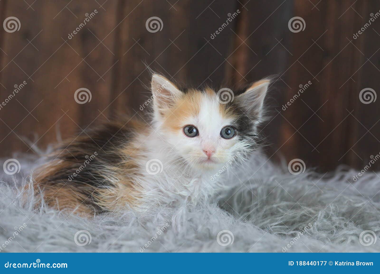 Cute Calico Kitten Sitting on Fur Stock Image - Image of friend, studio ...