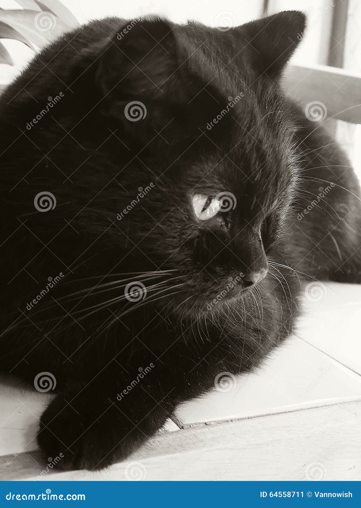 Cute calm cat stock image. Image of peaceful, closeup - 64558711