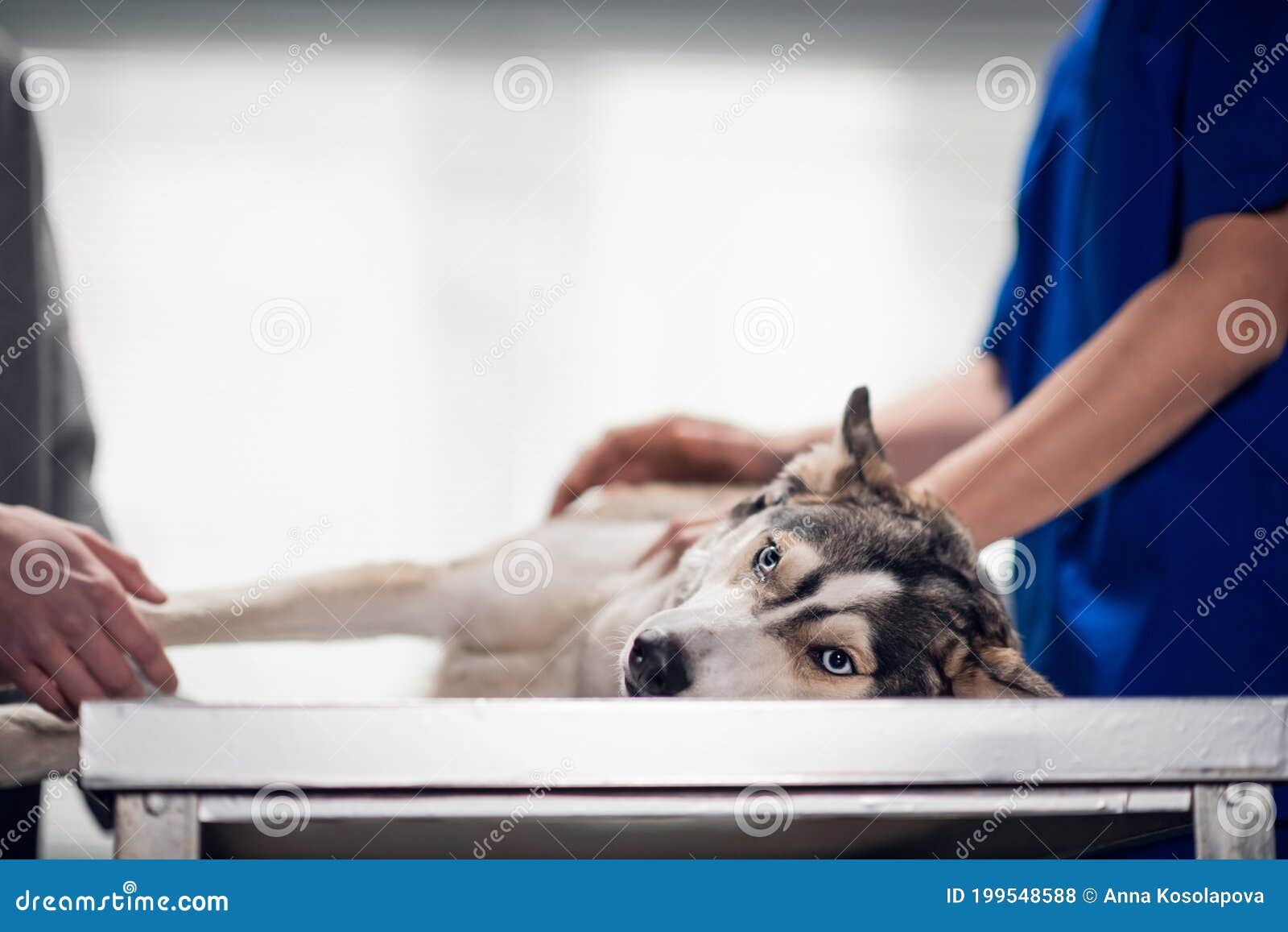 A Cute Calm Dog Getting a Check Up at the Vets Office Stock Photo ...