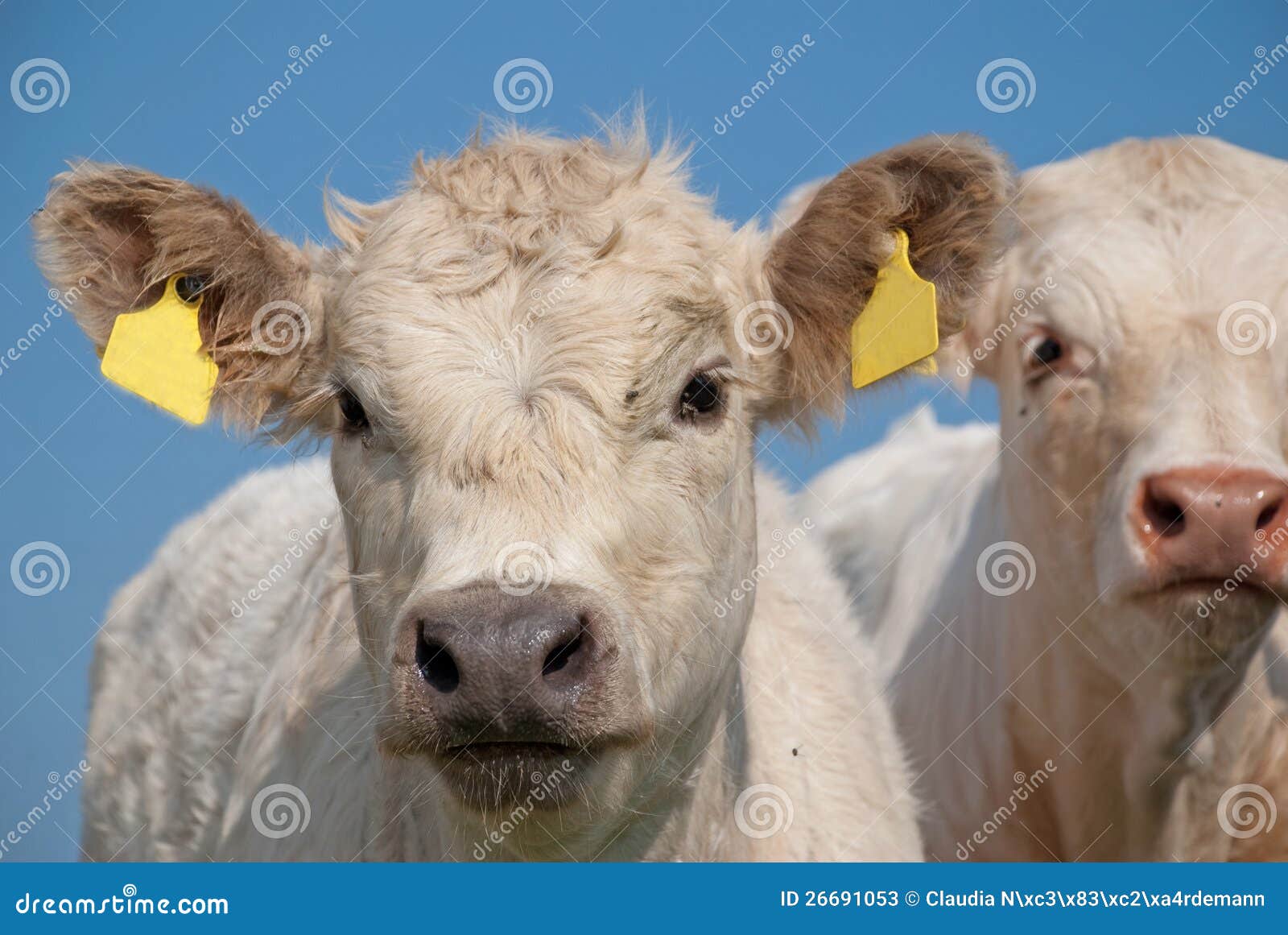 Cute calves stock image. Image of bovine, calf, funny - 26691053
