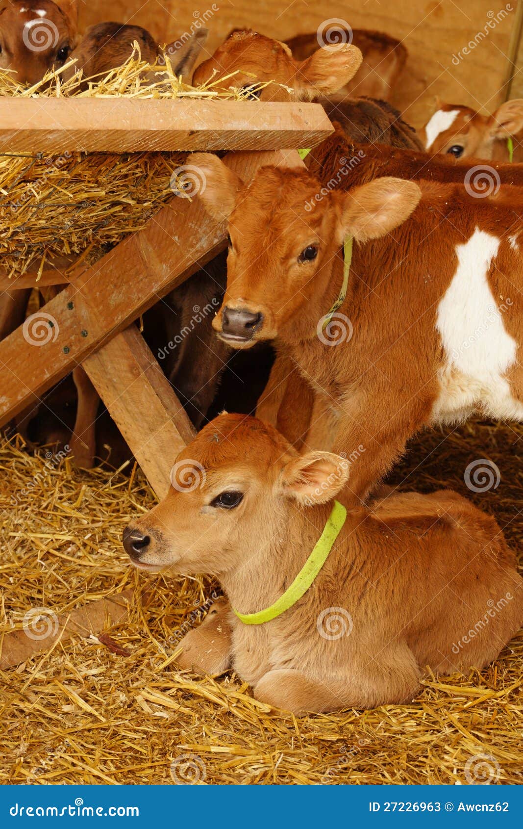 Cute calves stock image. Image of biology, dairy, coast - 27226963