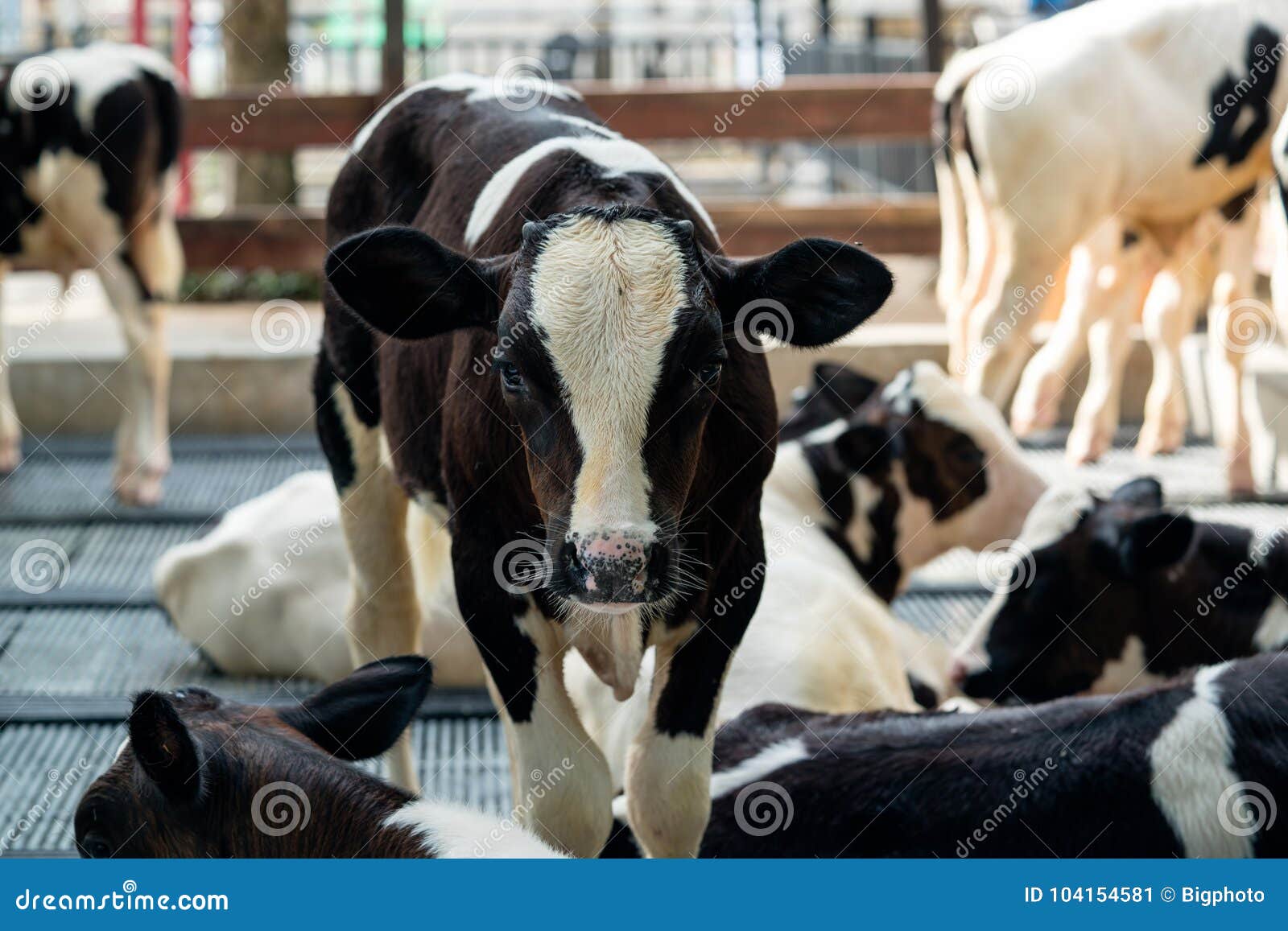 Cute calves in a farm stock image. Image of feed, cows - 104154581