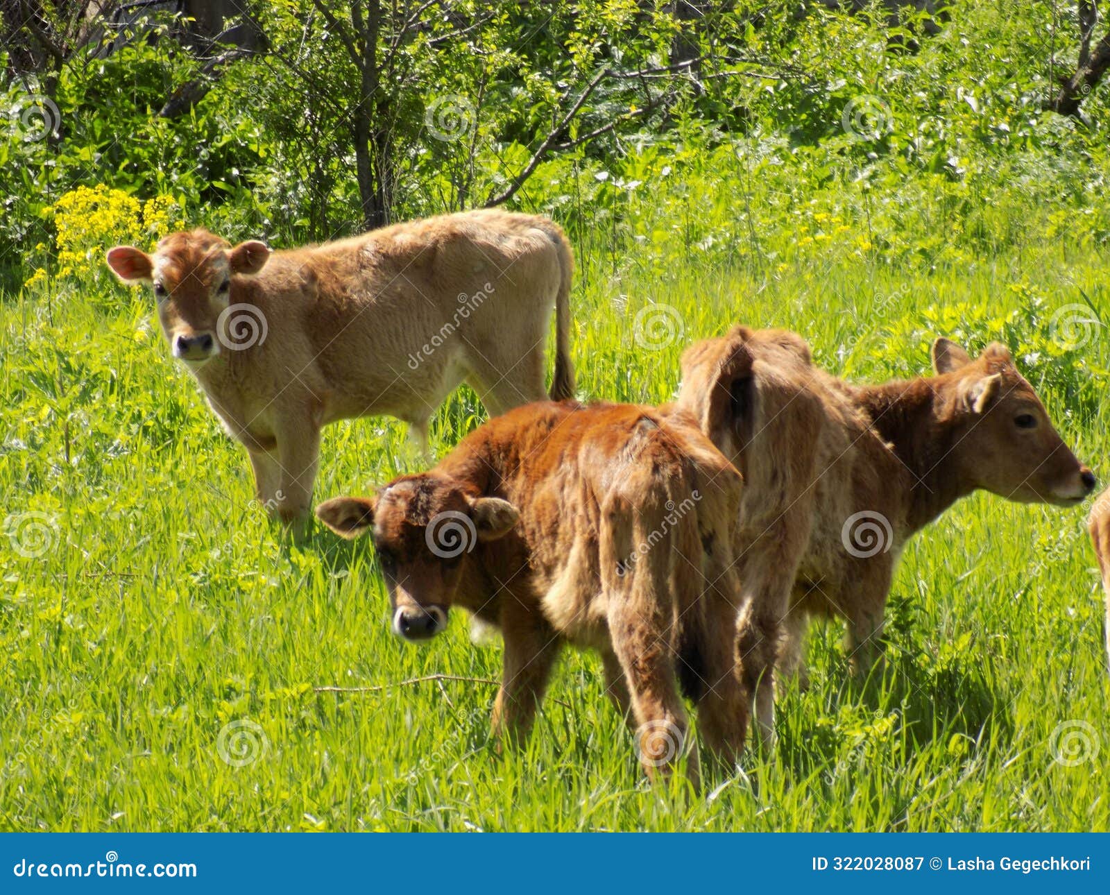 Cute calves on the field stock image. Image of plant - 322028087