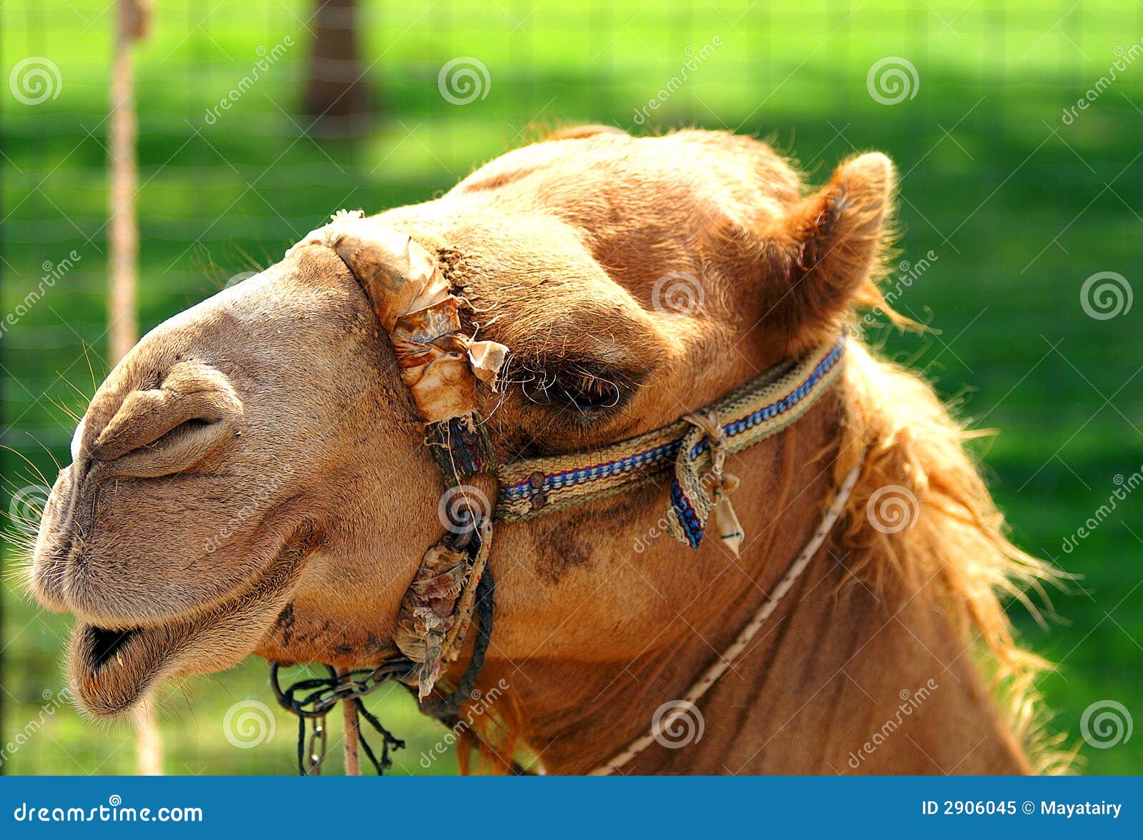 Cute camel stock image. Image of vacation, mammalian, colors - 2906045