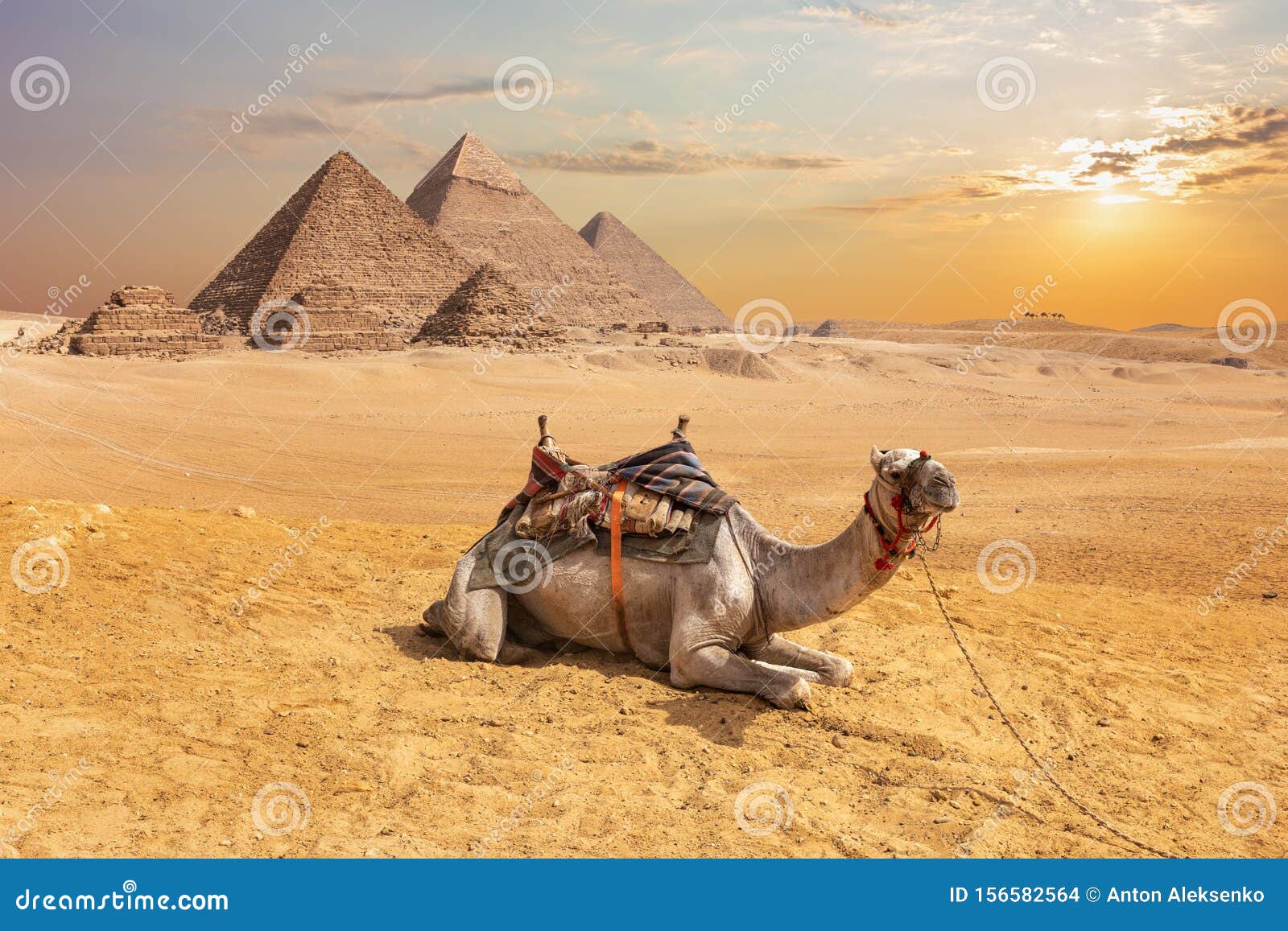 Cute Camel in Front of the Egyptian Pyramids, Giza Desert Stock Photo ...