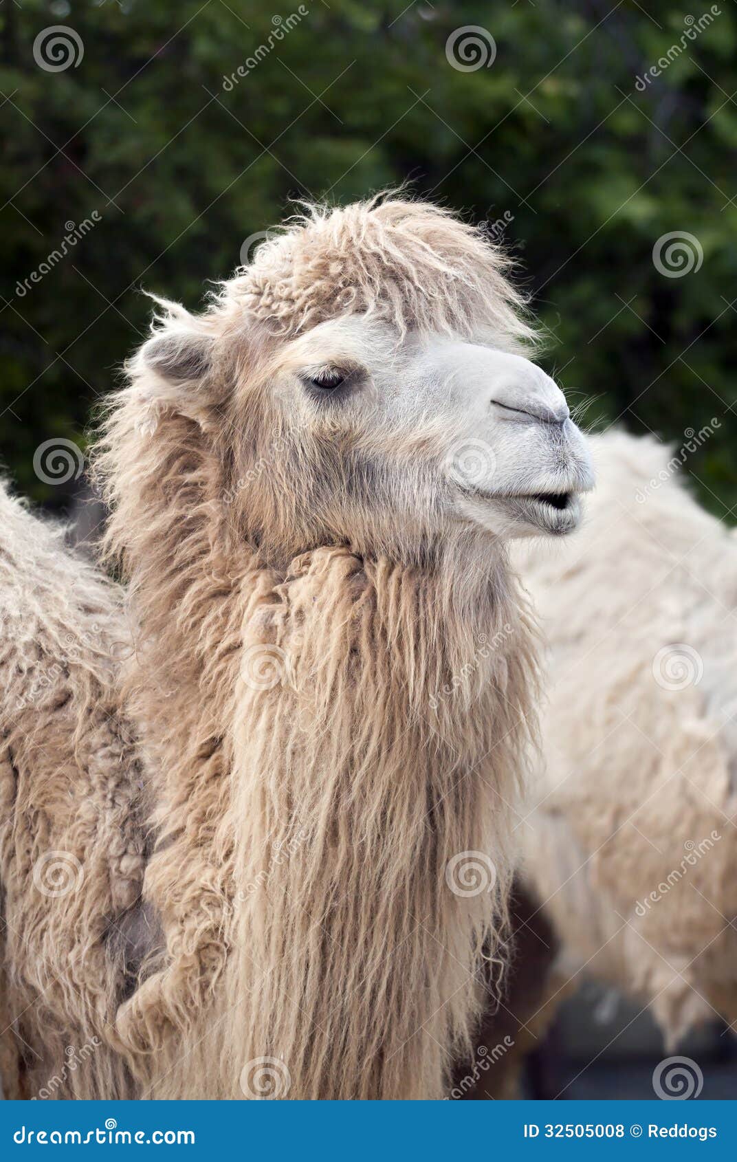 Cute camel portrait stock photo. Image of camel, mouth - 32505008