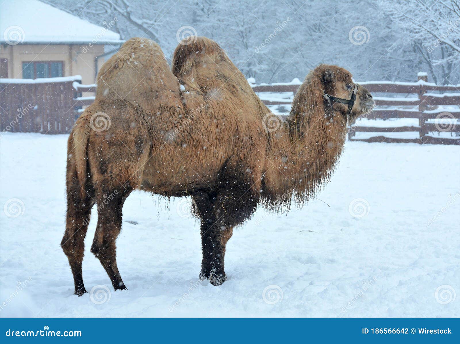 Cute Camel Sitting On The Sand And Enjoying The Sunlight Isolated On A ...