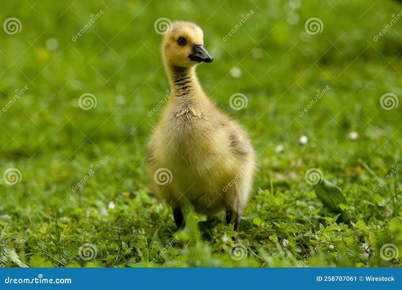 Cute Canada Geese Gosling on the Grass Stock Image - Image of wallpaper ...