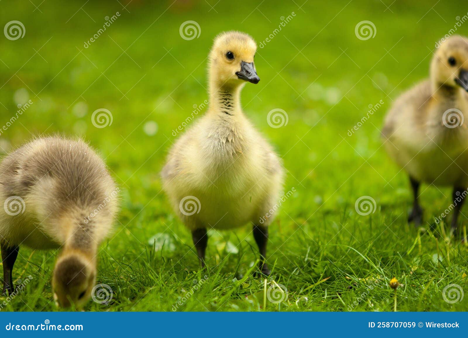 Cute Canada Geese Goslings on the Grass Stock Image - Image of nature ...