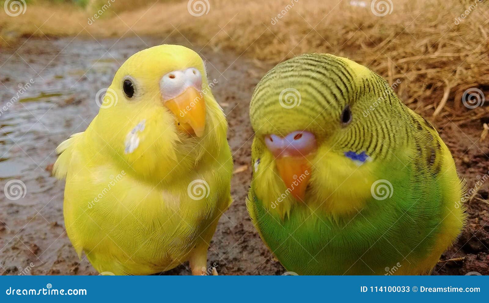 Cute Canaries Posing for the Camera Stock Image - Image of birds, pair ...
