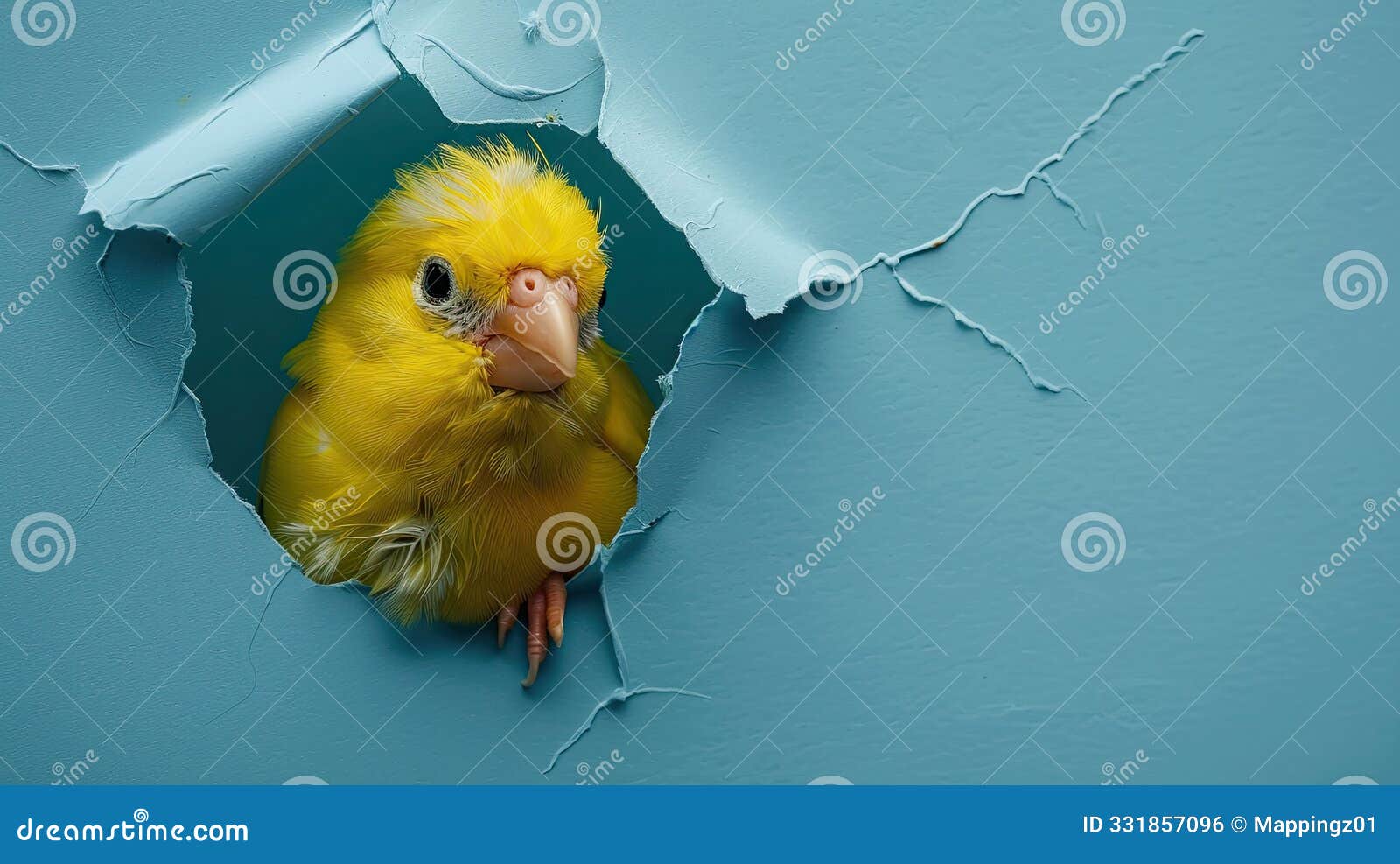 Cute Canary Peeking through a Hole Stock Illustration - Illustration of ...