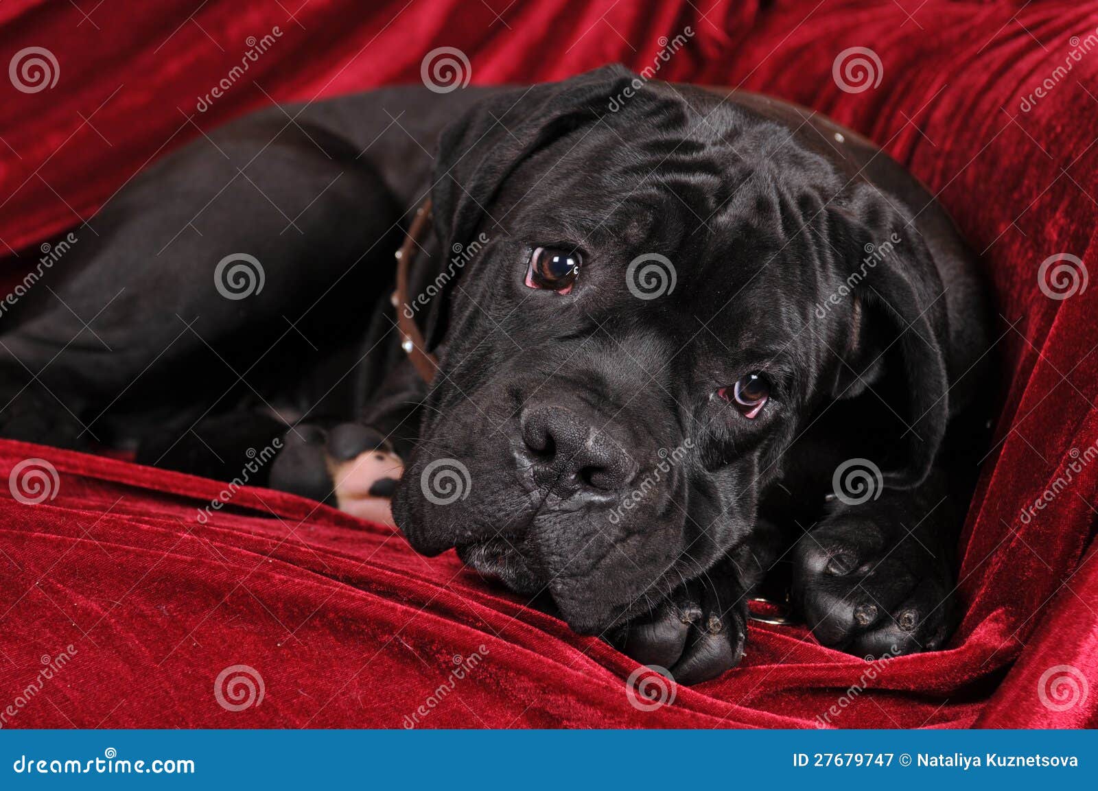 Cute Cane Corso Puppy Portrait Stock Image - Image of corso, front ...