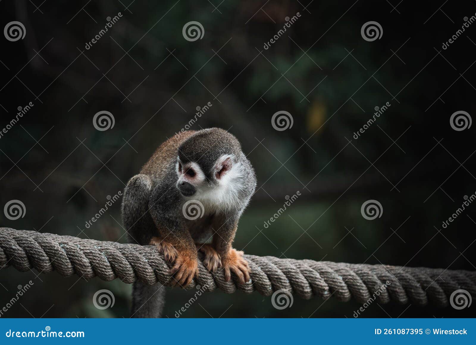 Cute Capuchin Monkey on a Cable Wire Against a Blurry Background Stock ...