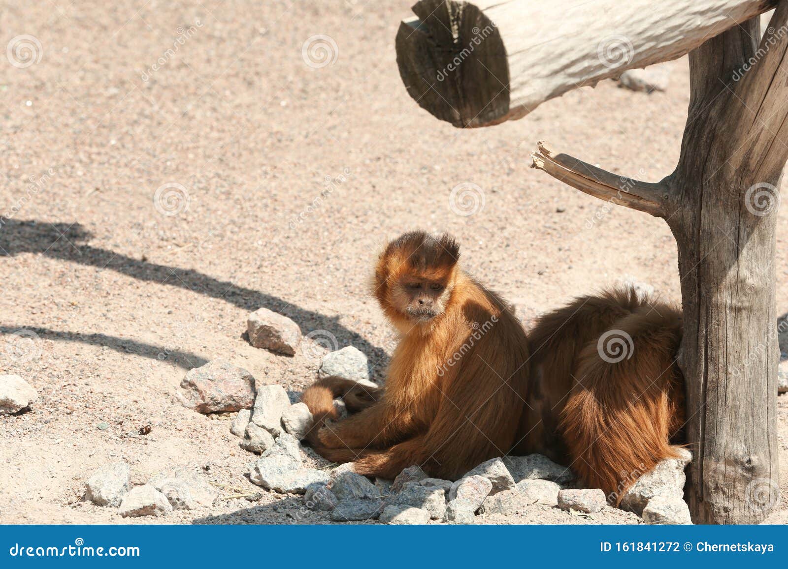 Cute Capuchin Monkeys at Enclosure in Zoo Stock Photo - Image of ...