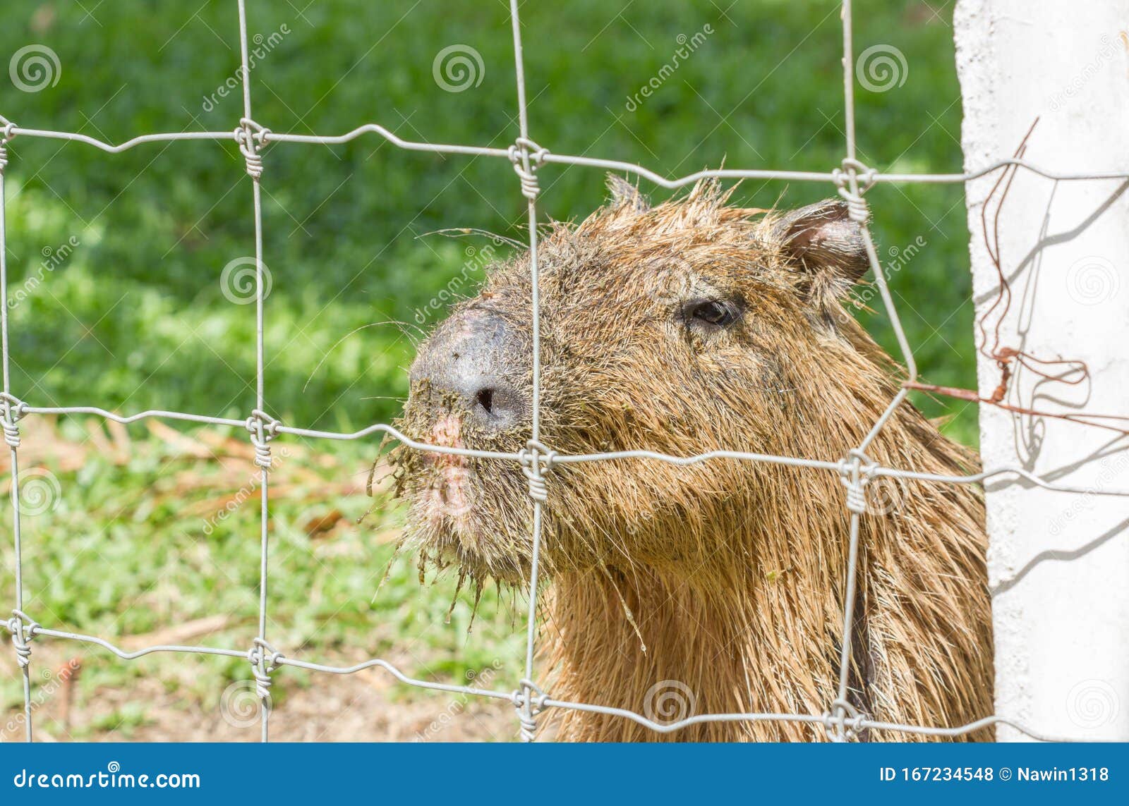 Cute Capybara in Cage at Public Zoo Stock Photo - Image of grass ...