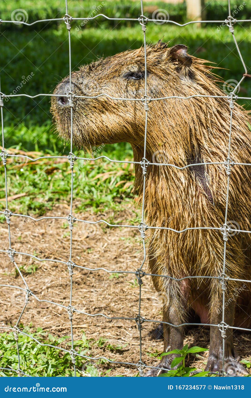 Cute Capybara in Cage at Public Zoo Stock Image - Image of tropical ...