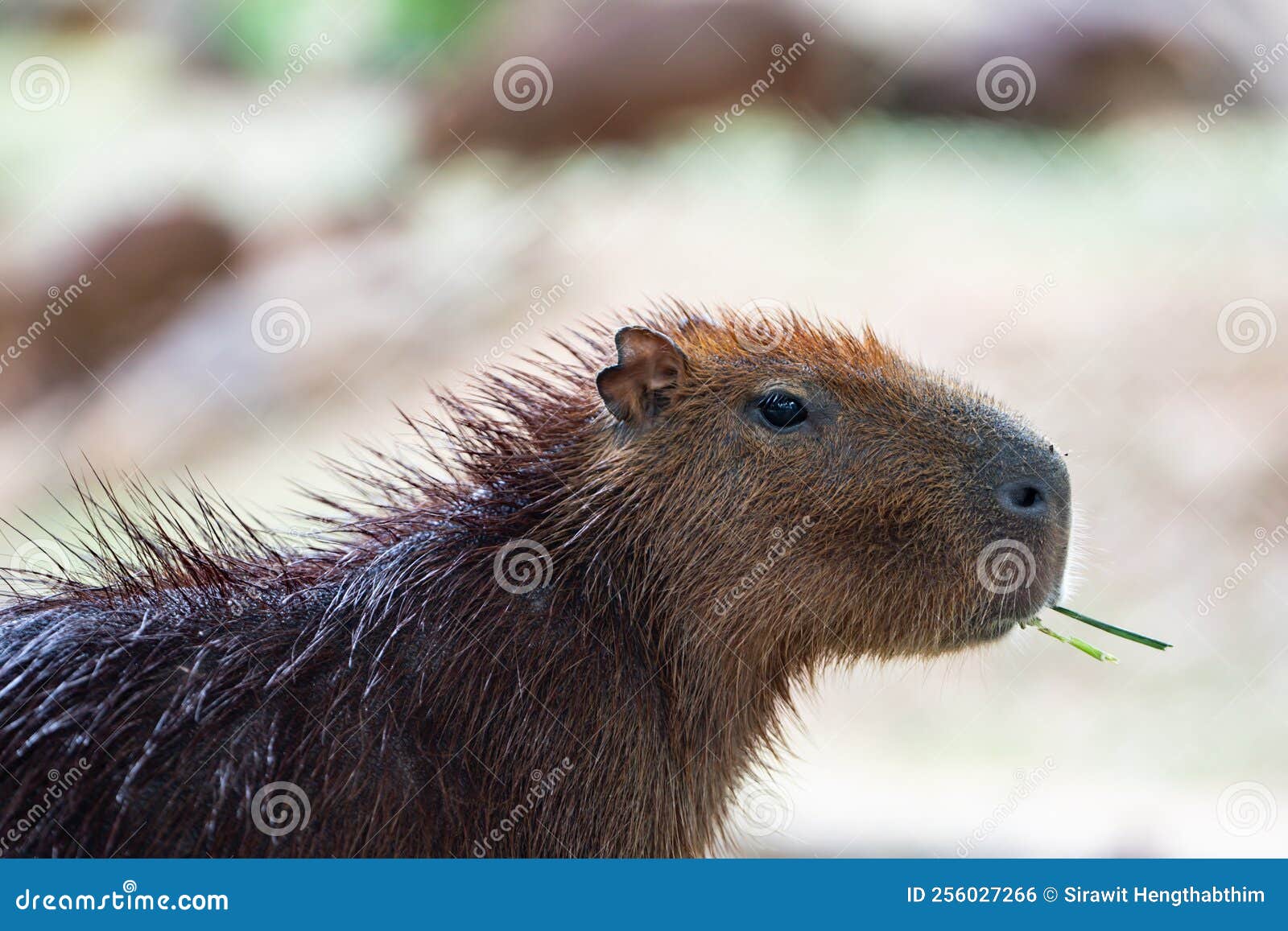 Cute Capybara in the Farm are Eating Grass Stock Photo - Image of ...
