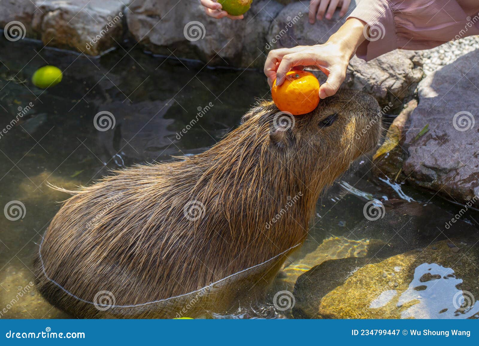 Farm, cute, capybara, bath stock image. Image of mammal - 234799447
