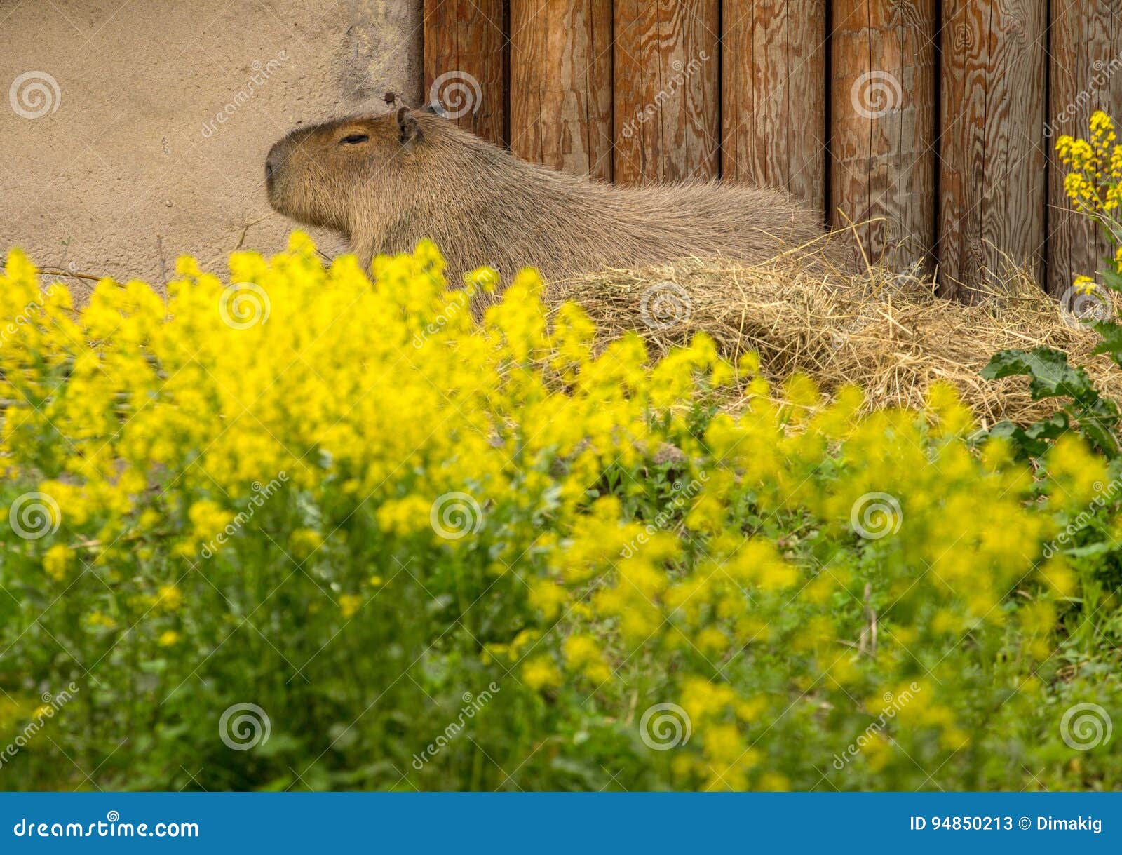 Capybara Lying Under The Tree Royalty-Free Stock Photo | CartoonDealer ...