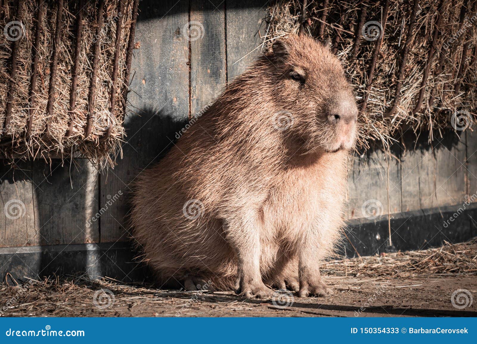 Cute Capybara Portrait Taking Sun Stock Image - Image of nature, wild ...