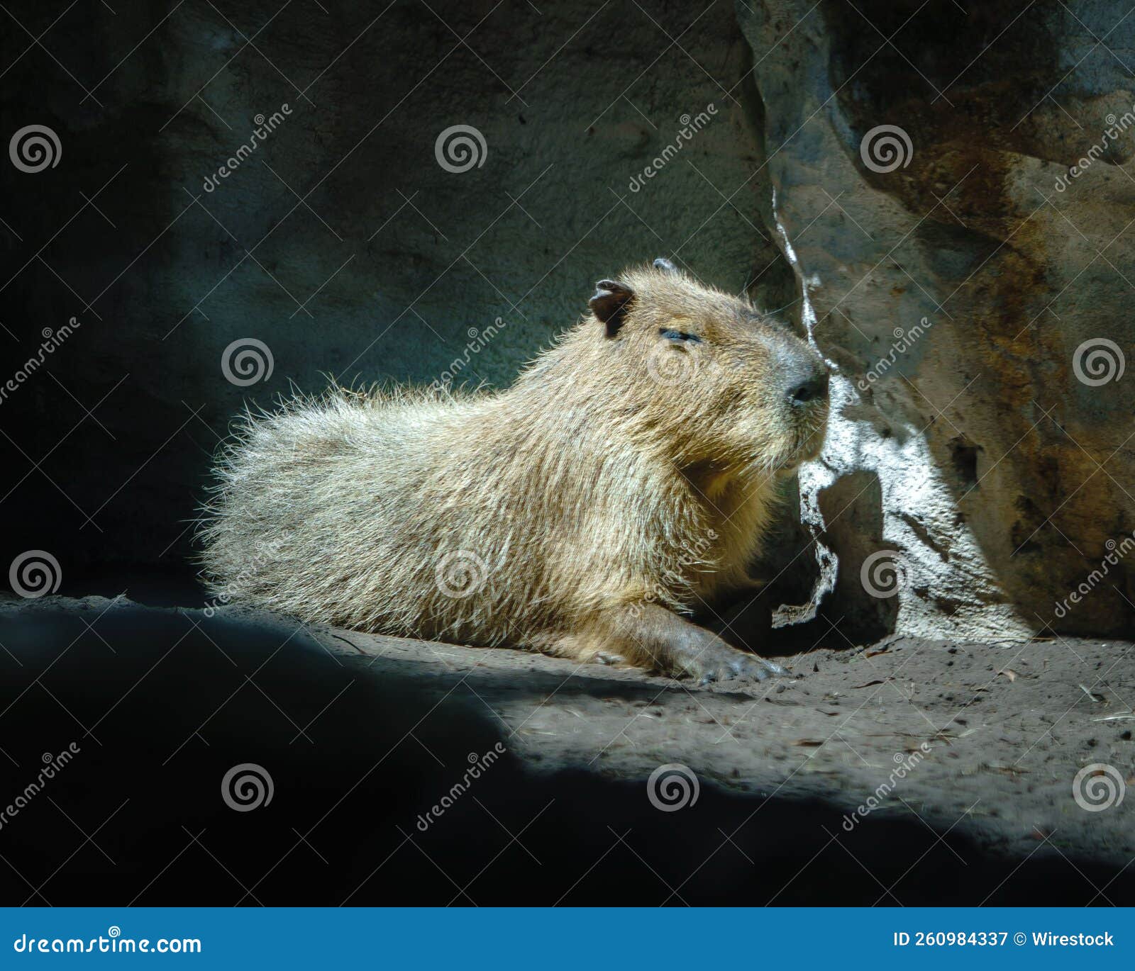Cute Capybara Resting in the Cave Stock Image - Image of beautiful ...