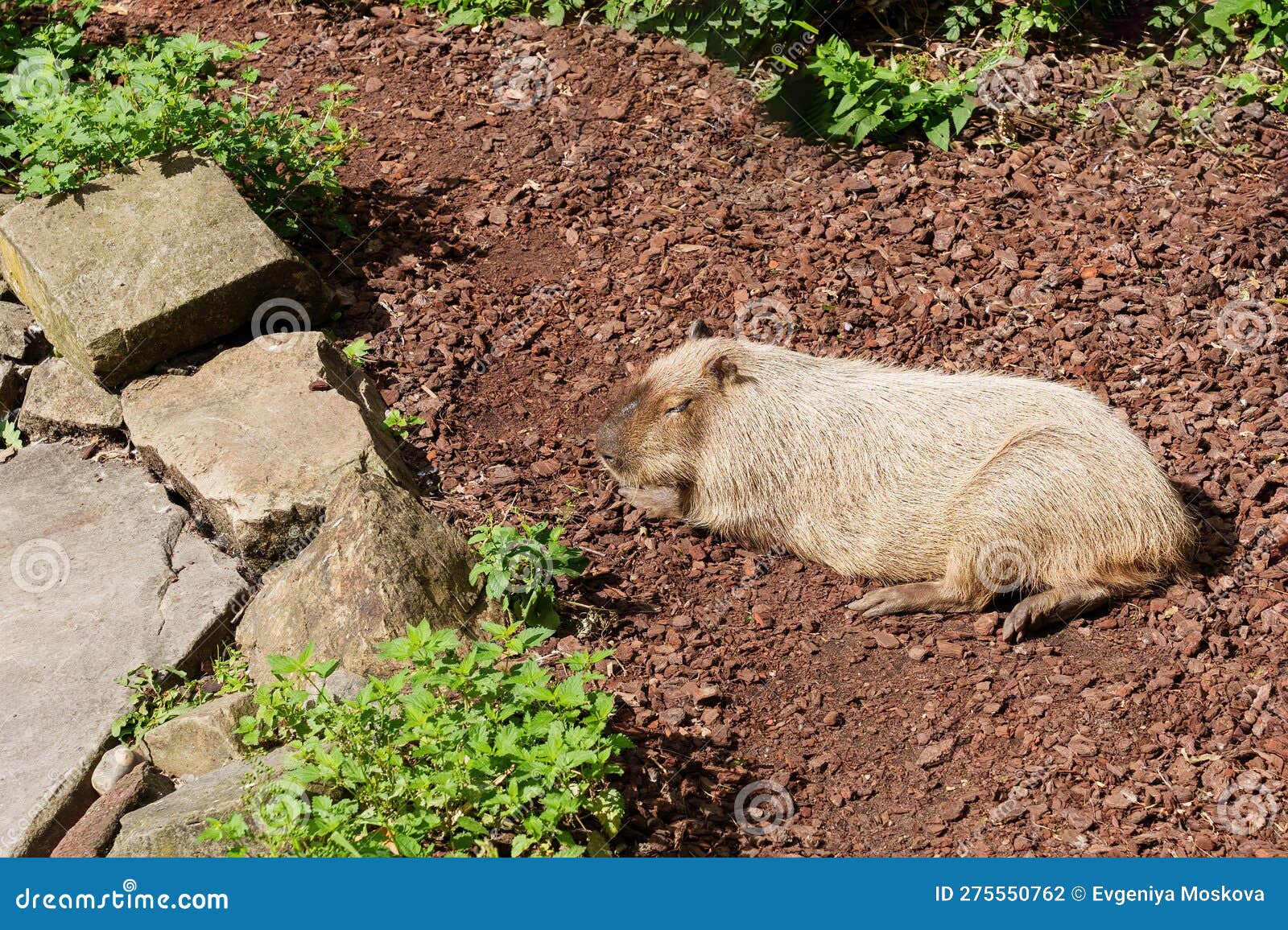 Cute Capybara is Resting, Lying and Basking in the Sun Stock Photo ...