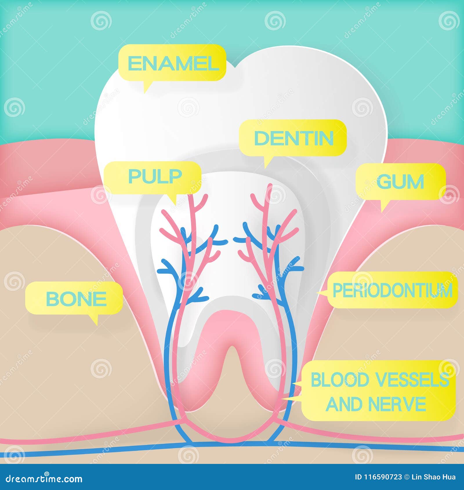Cute Cartoon Tooth Structure Stock Vector - Illustration of character ...