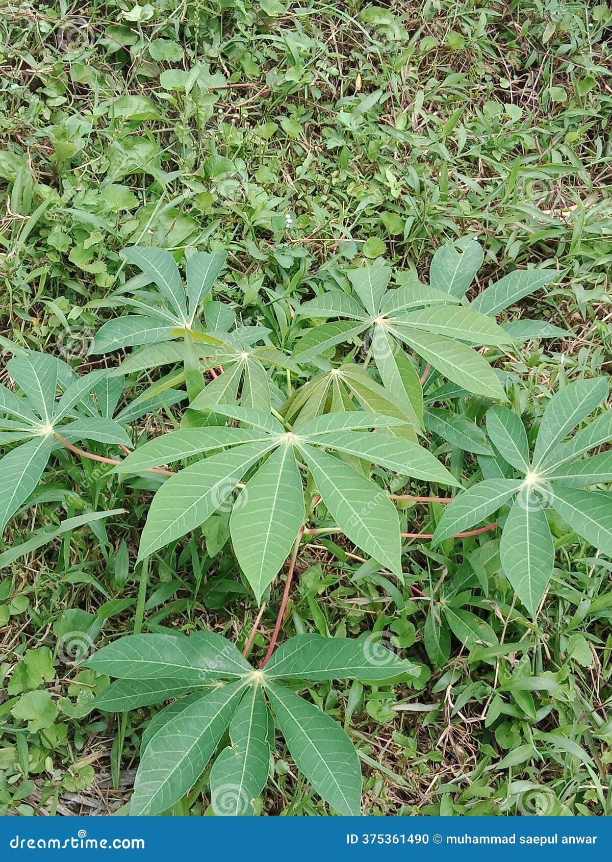 Cassava Tree Leaf Texture Stock Photography | CartoonDealer.com #112015676
