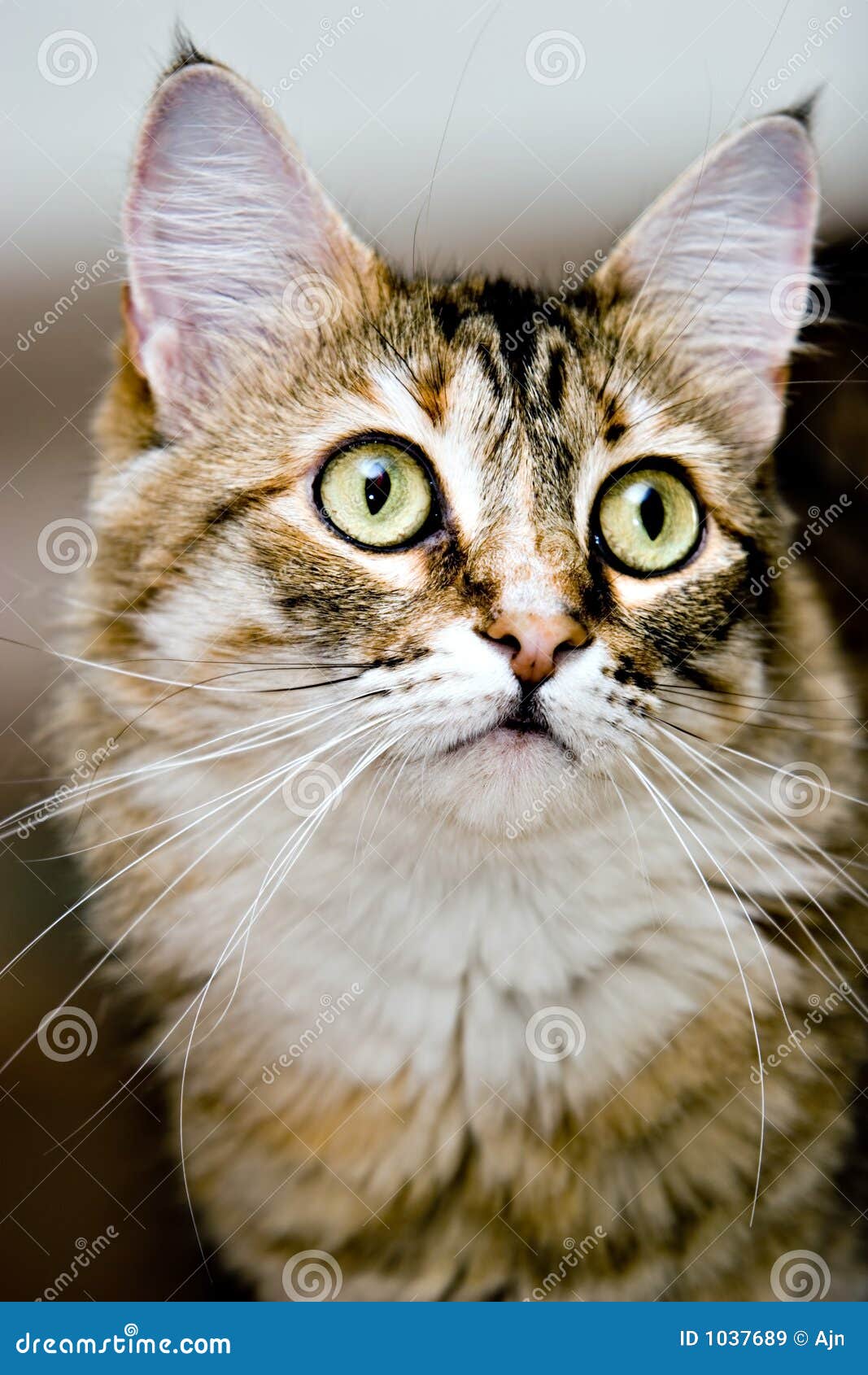 Cute Cat stock image. Image of adorable, face, expression - 1037689