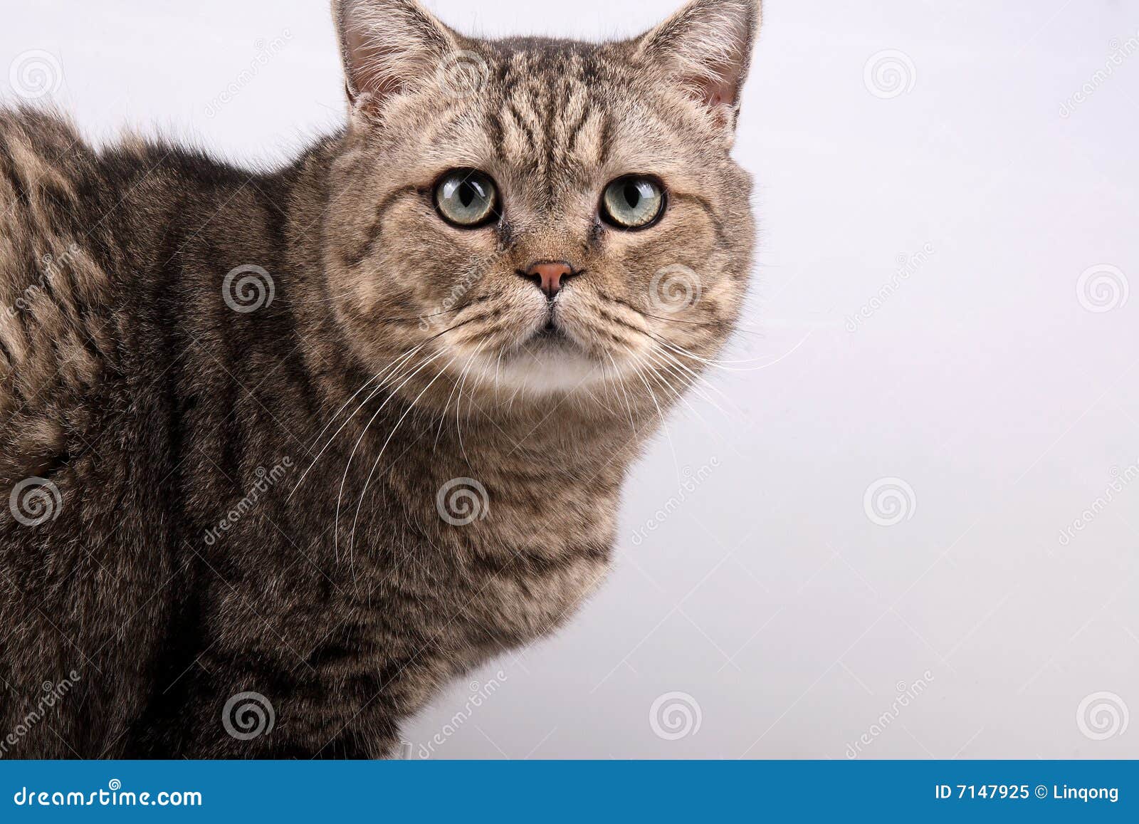 Cat Break Something Stock Photos - Free & Royalty-Free Stock Photos ...