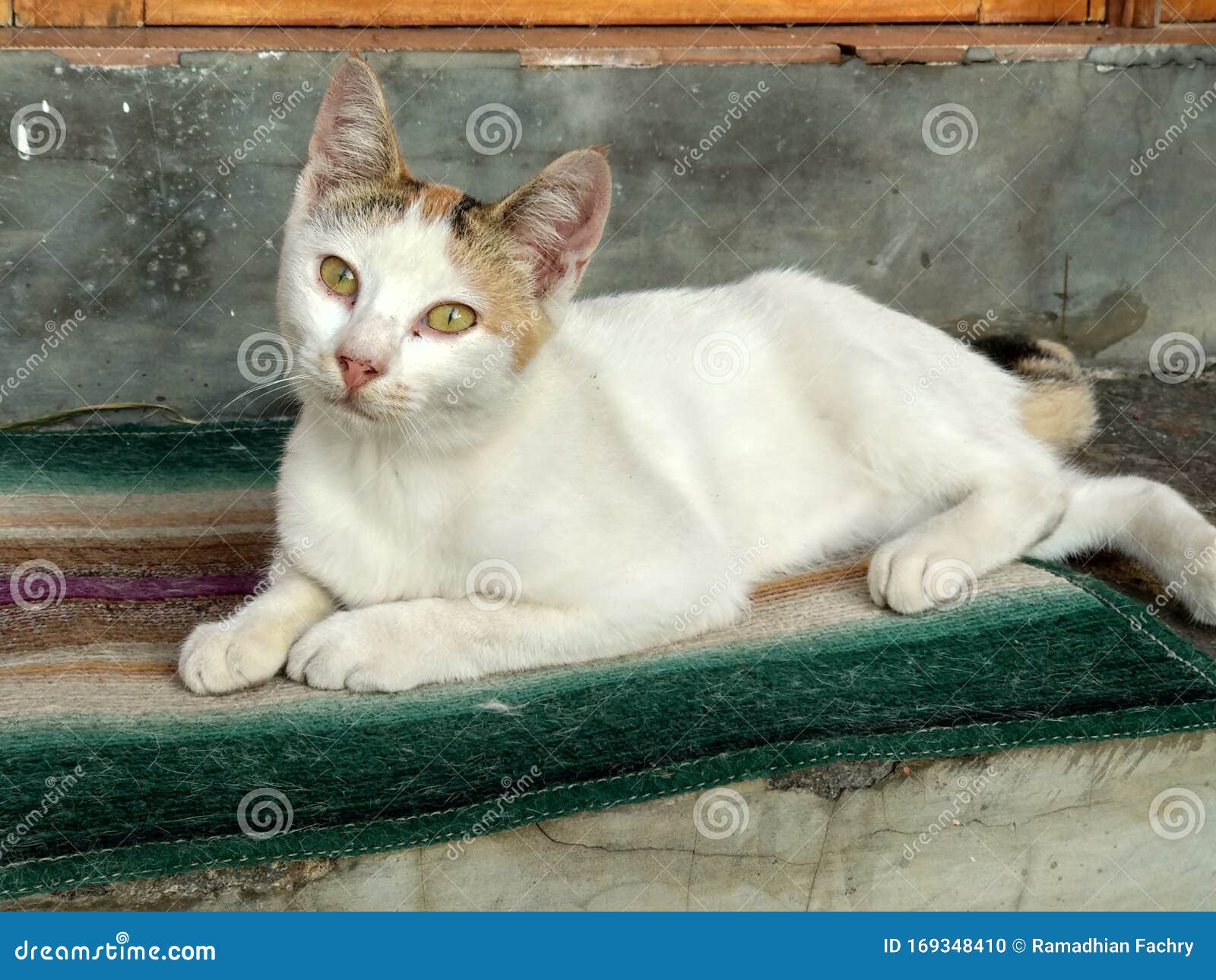 A Cute Cat in Action stock photo. Image of cate, funny - 169348410