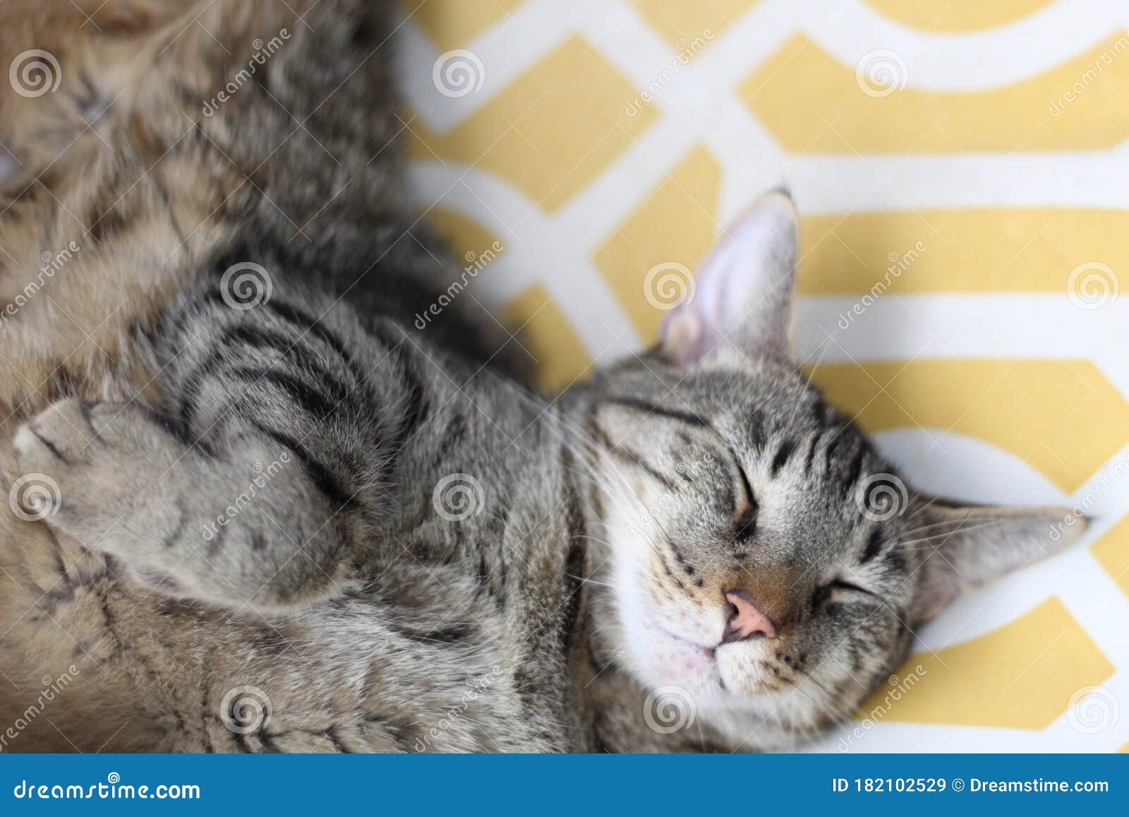 Cute Cat Against Yellow Background Stock Image - Image of baby, face ...