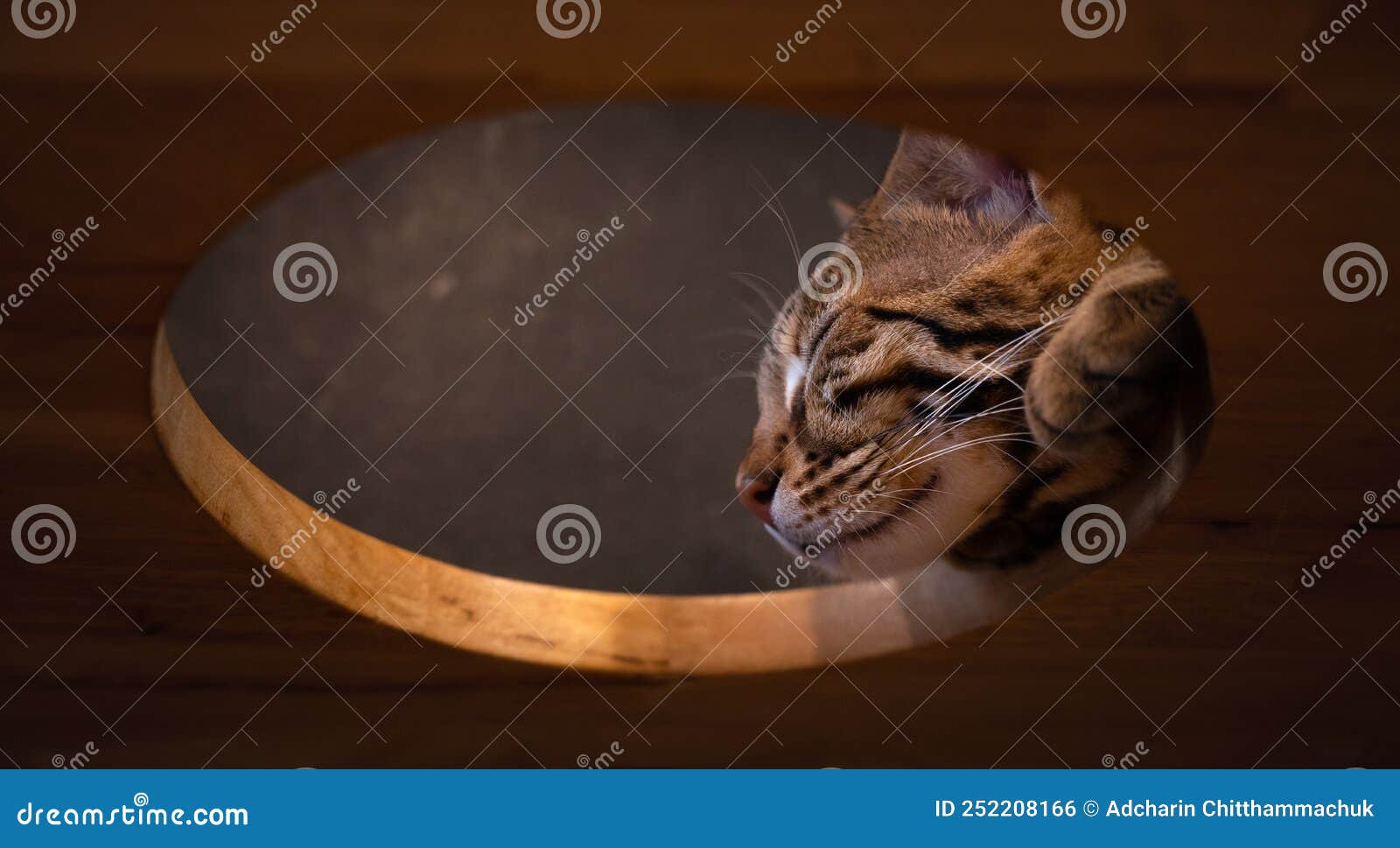 Cute cat alone is resting stock photo. Image of happy - 252208166