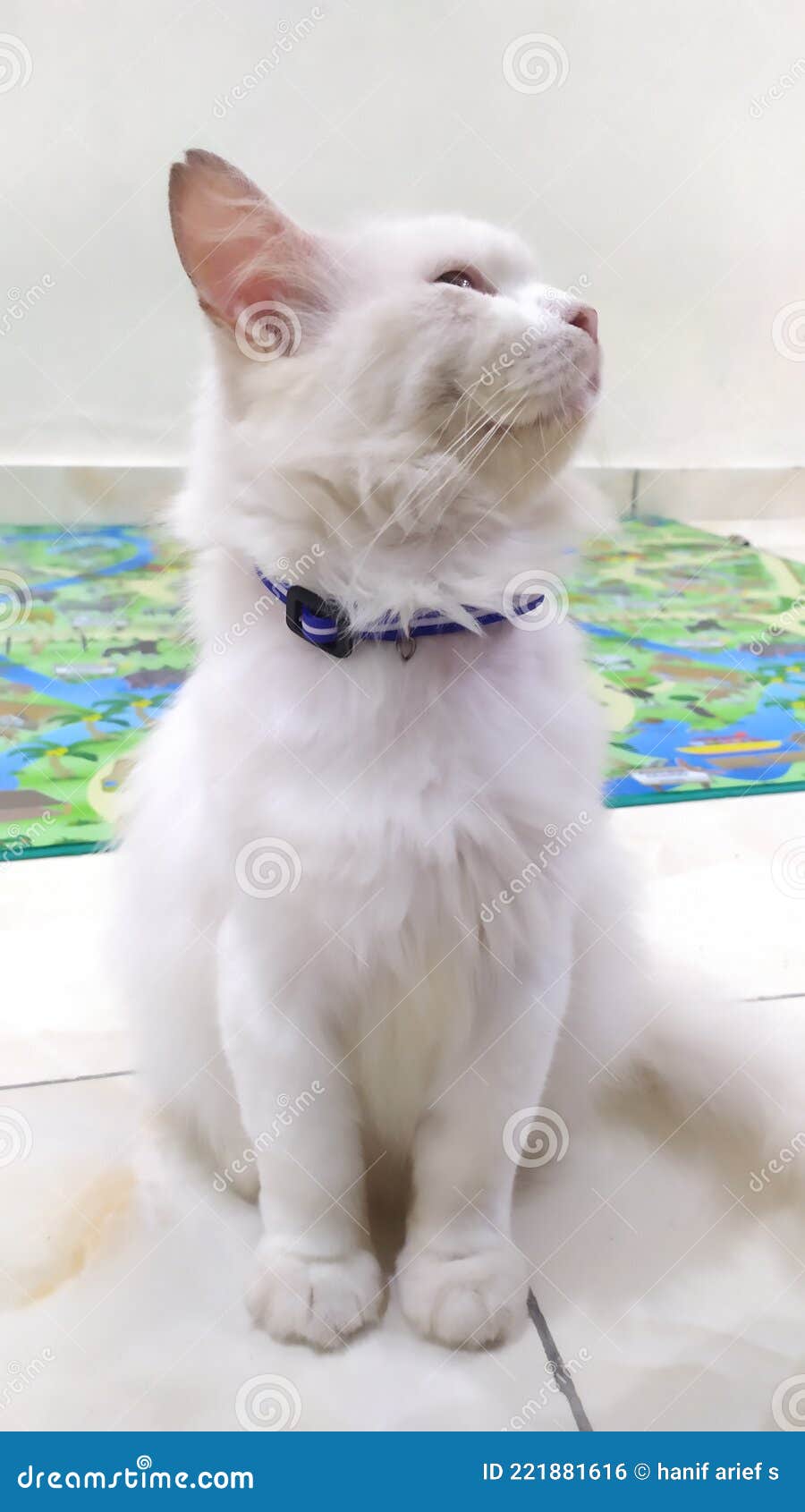 Cute cat amazing animal stock photo. Image of cute, animal - 221881616