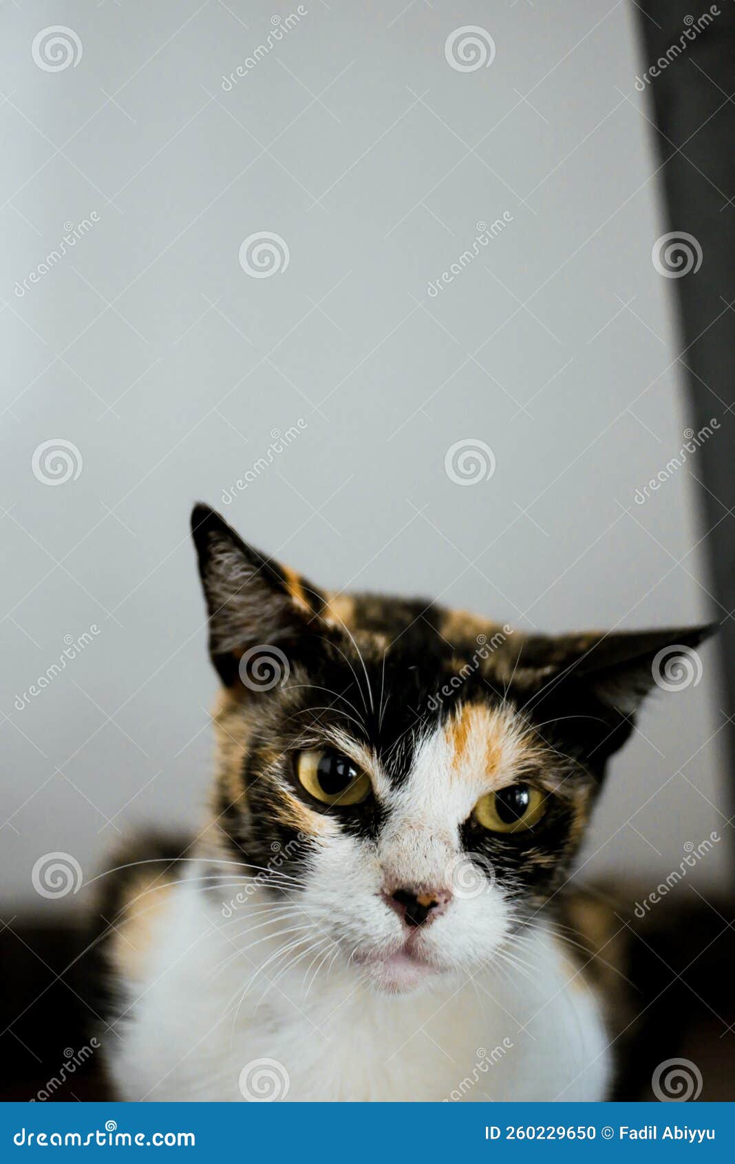 Cute cat angry expression stock photo. Image of carnivore - 260229650