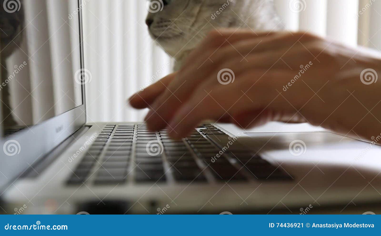 Cute Cat Appears Female Typing Keyboard Stock Video - Video of keyboard ...
